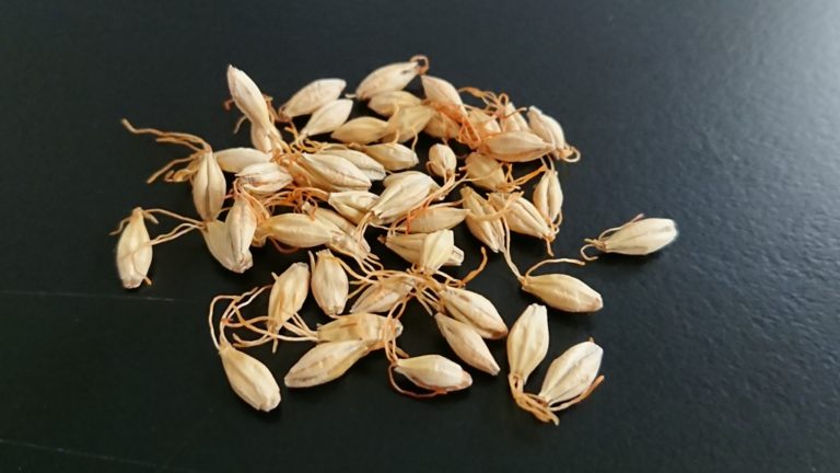 製麦の四工程 – 京都製麦研究開発株式会社（Kyoto Malt R&D Inc.）